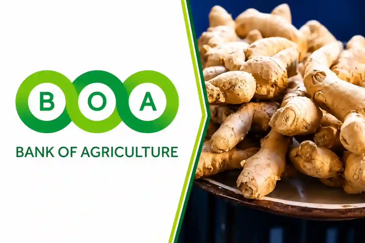 Nigerian Ginger Farmers to Benefit as NBRDA, BOA Launch Rescue Partnership